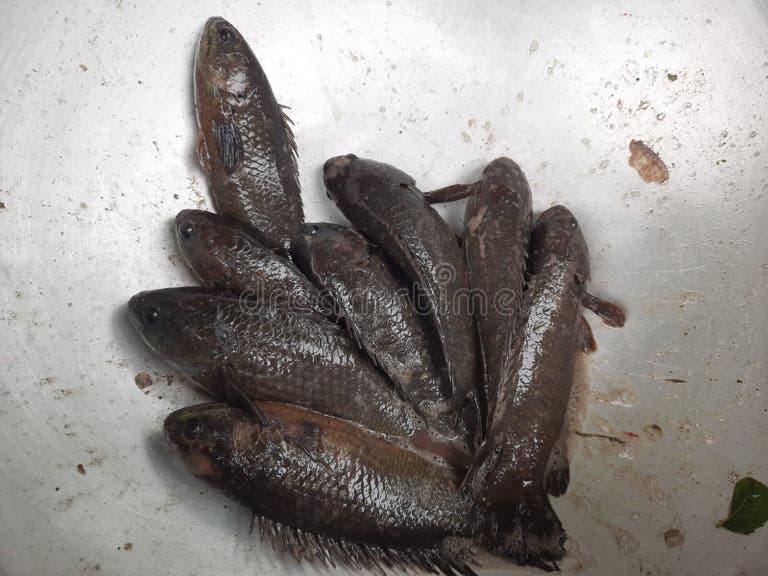 Anabas Fish, Wild Big Anabas Fish. Stock Image - Image of cooking ...