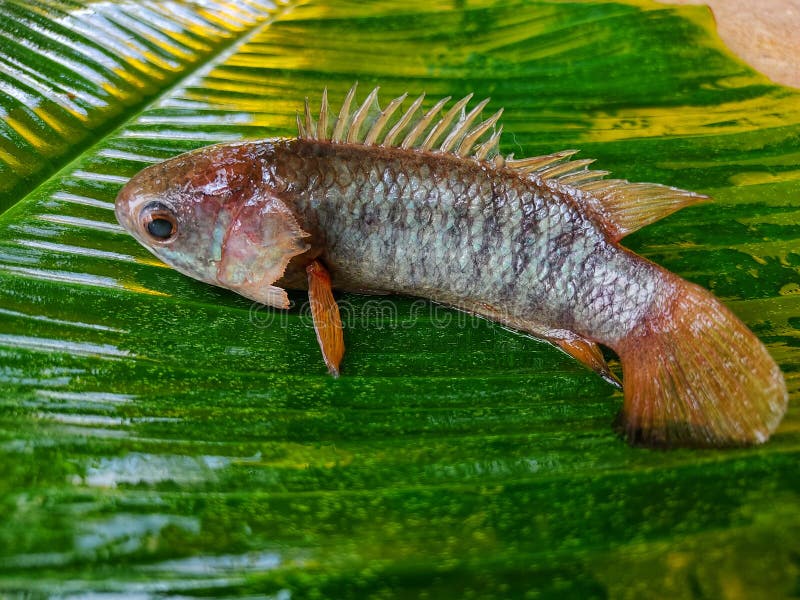 Anabas Perch Fish on Banana Leaf Ready for Cooking HD Stock Image ...