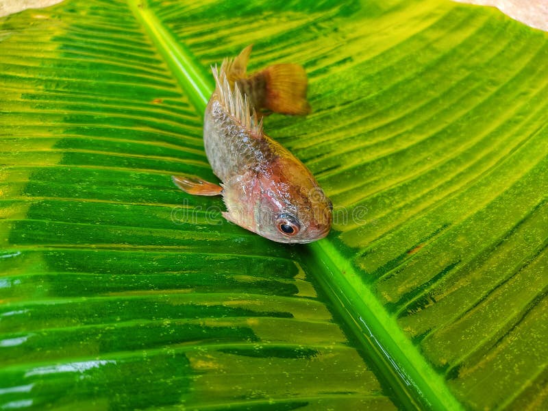 Anabas Perch Fish on Banana Leaf Ready for Cooking HD Stock Photo ...
