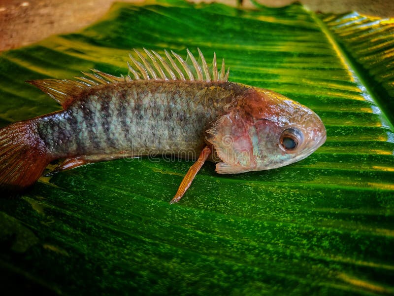 Anabas Perch Fish on Banana Leaf Ready for Cooking HD Stock Photo ...