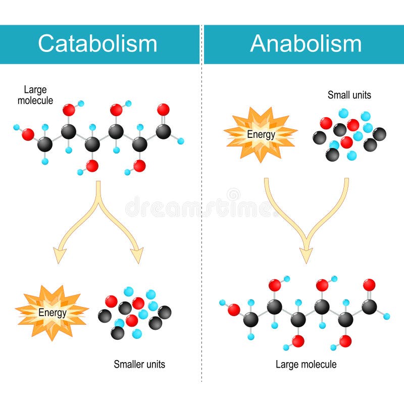 Anabolism, Catabolism and Metabolism Stock Vector - Illustration of ...