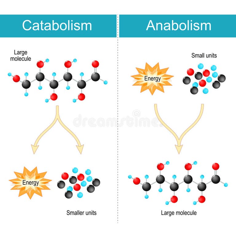 Anabolic Catabolic Reaction Stock Illustrations – 5 Anabolic Catabolic ...