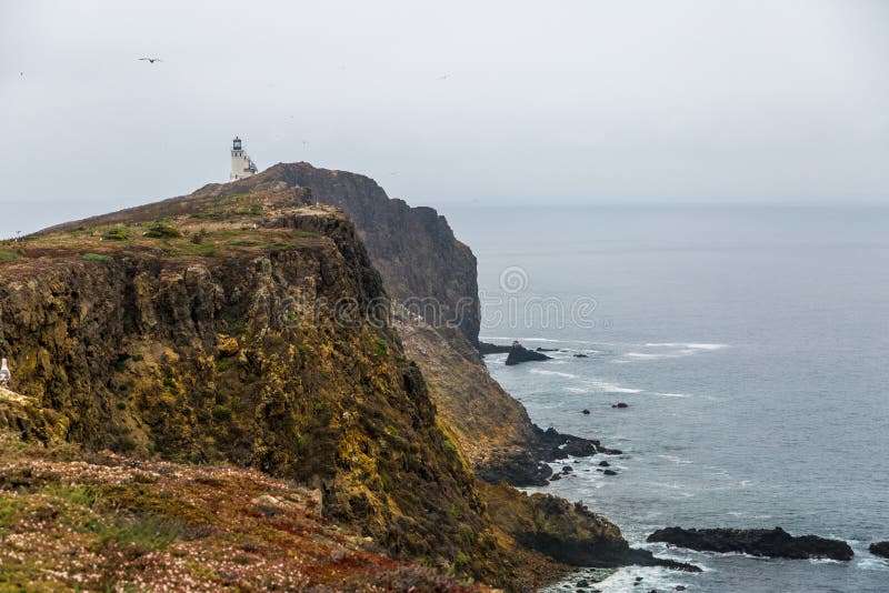 Anacapa Island stock photo. Image of volcanic, wildlife - 93914814
