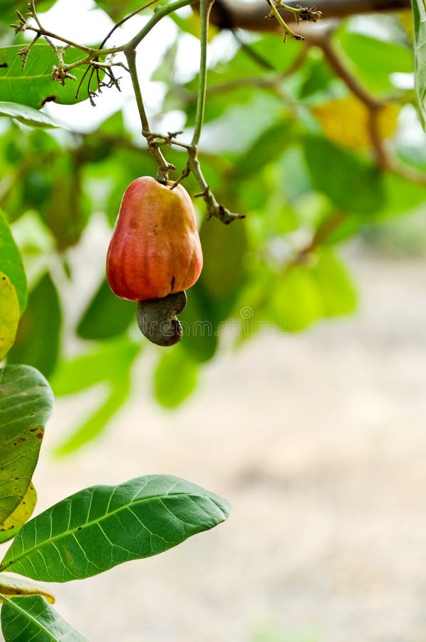 Anacarde photo stock. Image of vert, nourriture, santé - 16547430