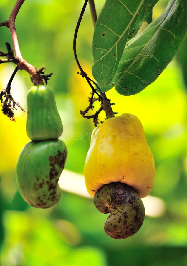 Anacarde photo stock. Image of vert, nourriture, santé - 16547430