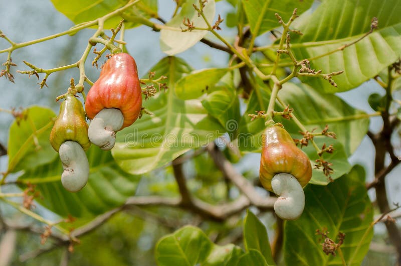 Cajouvier photo stock. Image du noix, agriculture, rouge - 63308