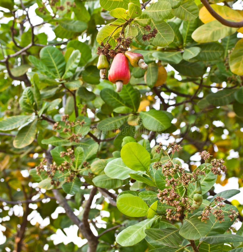 Anacardi Che Crescono Su Un Albero Fotografia Stock - Immagine di noce ...