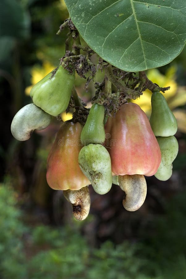 Anacardi E Mele Sulla Pianta Fotografia Stock - Immagine di ...