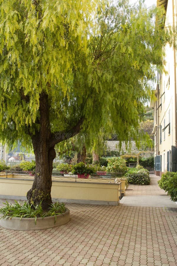 Anacardiaceae the Californian Pepper Tree Stock Image - Image of ...