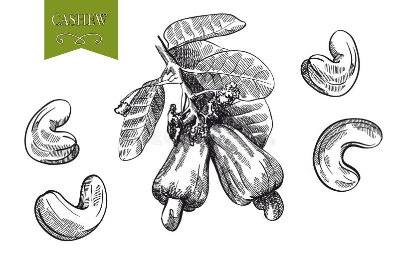 Anacardo Ilustraciones Stock, Vectores, Y Clipart – (17,222 ...