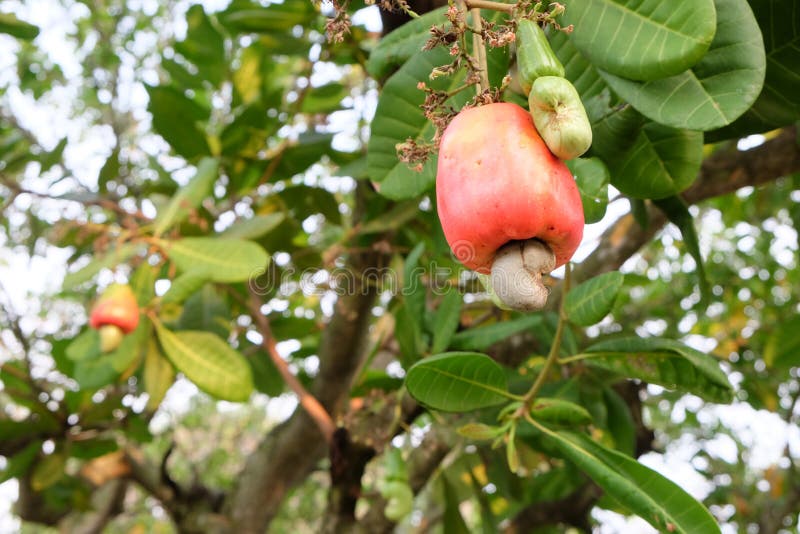 Anacardo Del árbol De Nuez Que Crece Nuts Foto de archivo - Imagen de ...