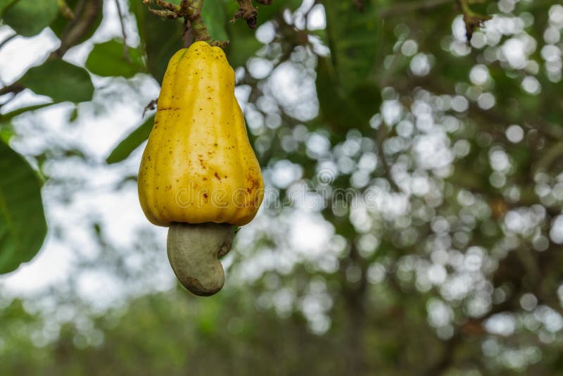 Árbol del anacardo foto de archivo. Imagen de agricultura - 63308