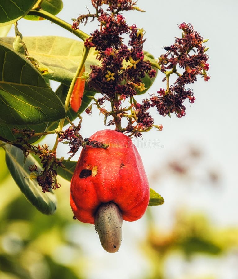 Hojas del anacardo imagen de archivo. Imagen de anacardo - 102264543