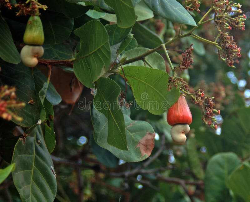 Anacardos foto de archivo. Imagen de cultivado, crecido - 31180248
