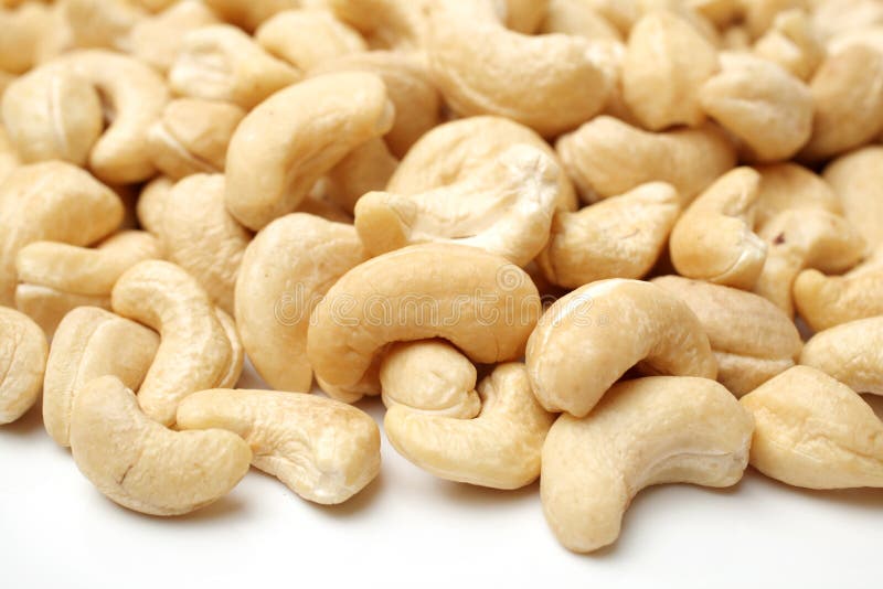 Árbol del anacardo foto de archivo. Imagen de agricultura - 63308