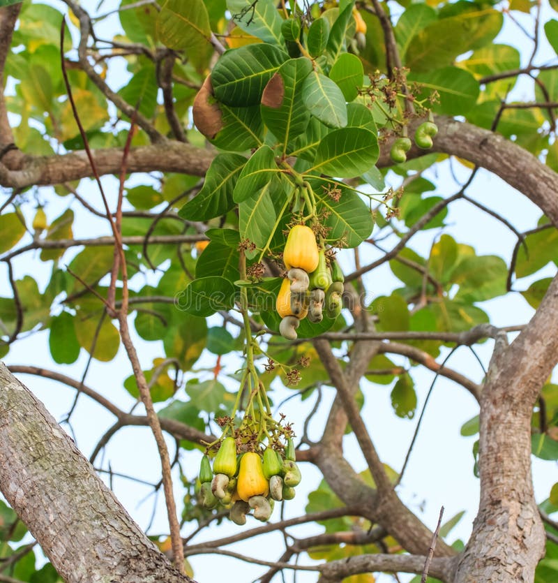 Anacardos Que Crecen En Un árbol Foto de archivo - Imagen de ...