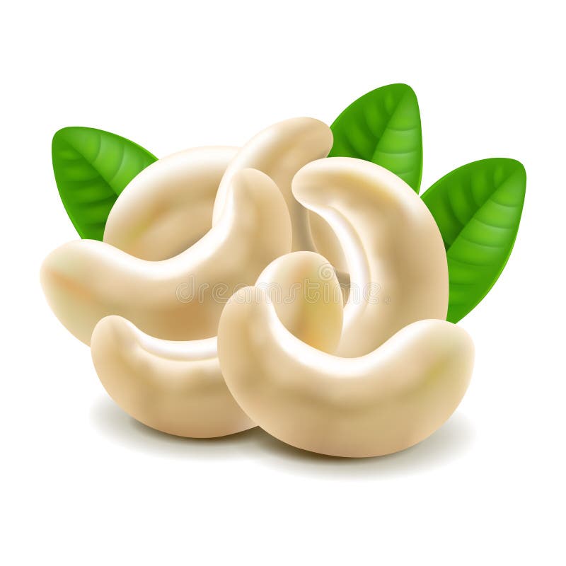 Anacardo ilustración del vector. Ilustración de vegetariano - 116735043