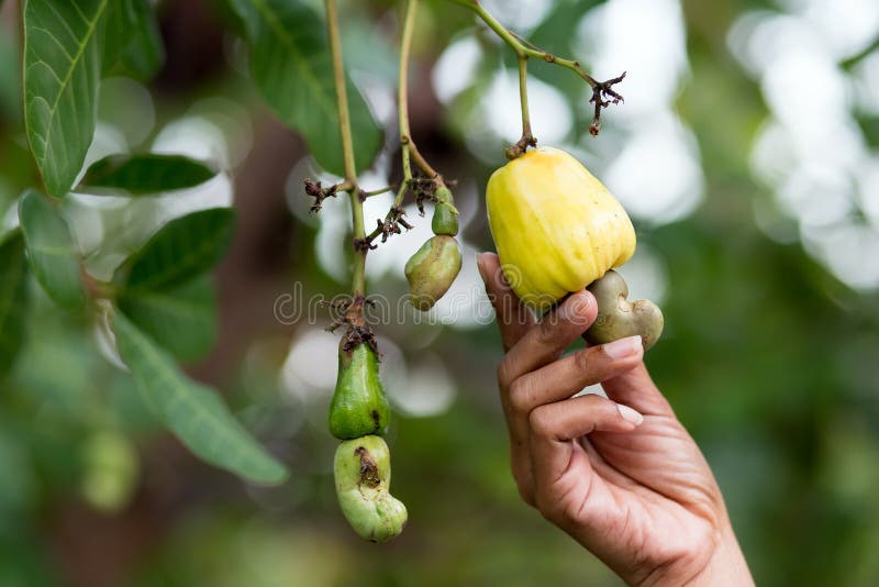 Árbol del anacardo foto de archivo. Imagen de tuerca, agricultura - 63308