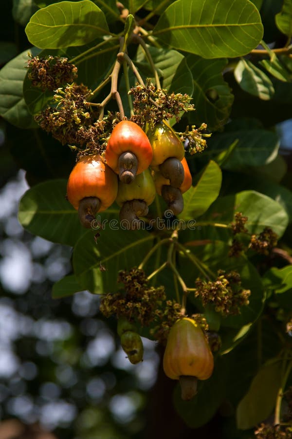Anacardos Que Crecen En Un árbol Imagen de archivo - Imagen de colgante ...