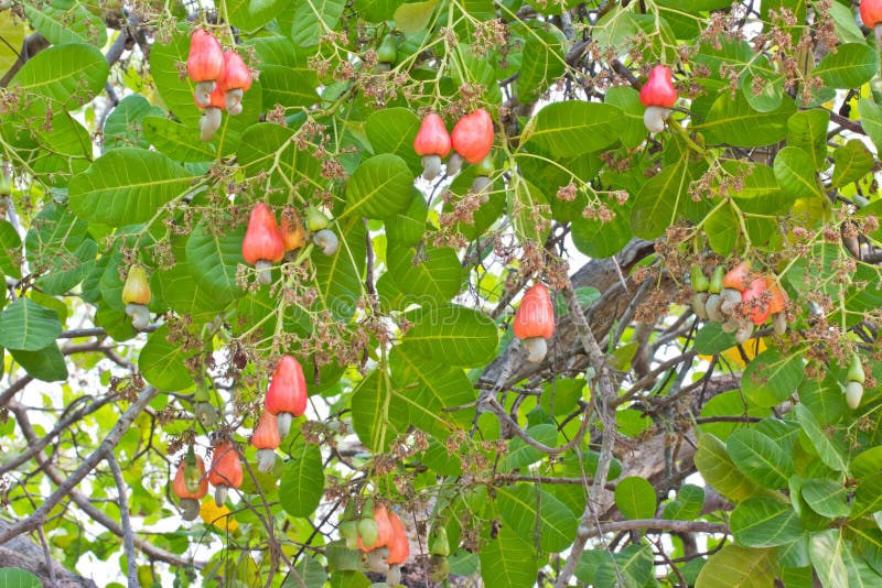 Anacardo en árbol foto de archivo. Imagen de fruta, tailandés - 39132514