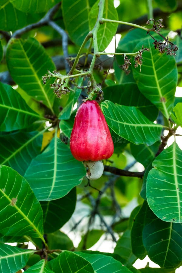 Anacardos Que Crecen En Un árbol. Foto de archivo - Imagen de cooking ...