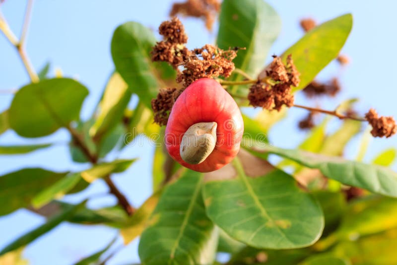 Anacardos Que Crecen En Un árbol Foto de archivo - Imagen de hoja ...