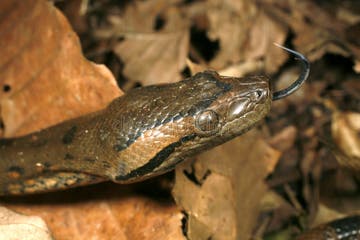 Anaconda stock image. Image of constrictor, aquatic, tropical - 10159631