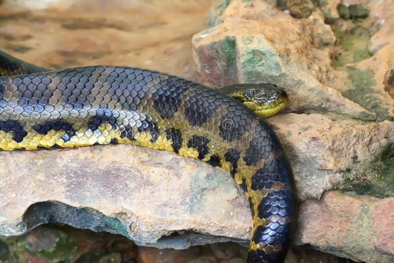 Anaconda stock image. Image of eyes, snake, constrictor - 4123829
