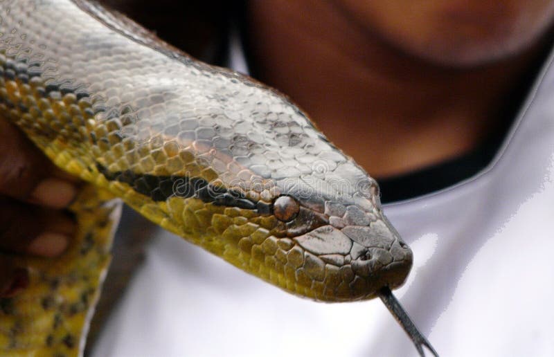 120 Boa Amazon River Map Stock Photos - Free & Royalty-Free Stock ...