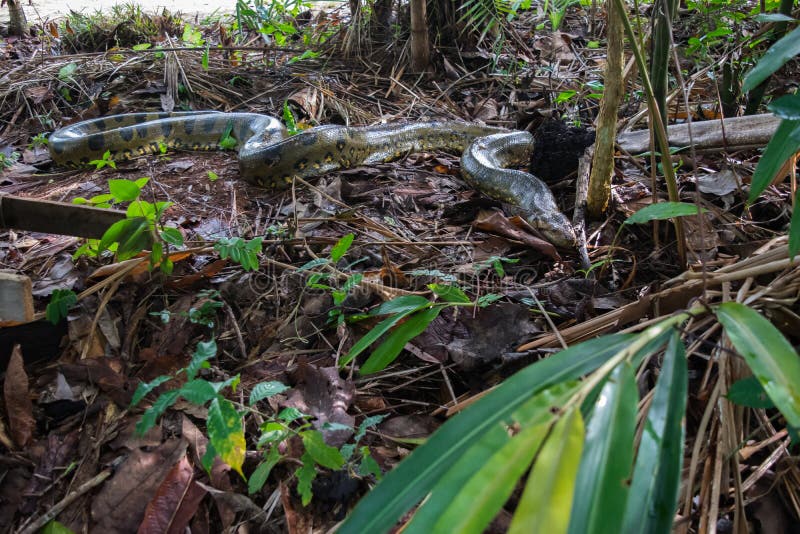 Anaconda stock image. Image of amazon, olaanaconda, braziltrip - 77068573