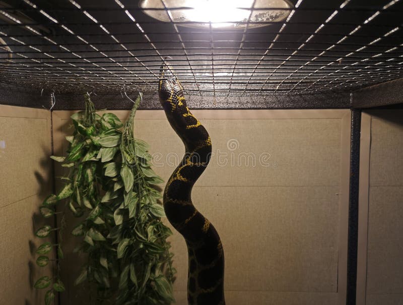 Anaconda in Captivity: Transportation of a Python in a Box, a Cage ...