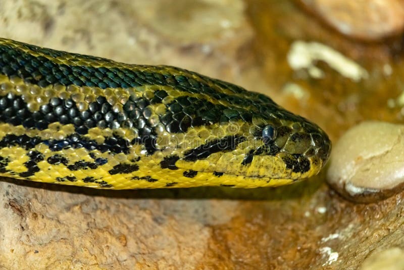 Anaconda Snake. Eunectes Murinus Stock Photo - Image of notaeus ...