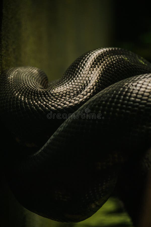 631 Black Anaconda Stock Photos - Free & Royalty-Free Stock Photos from ...