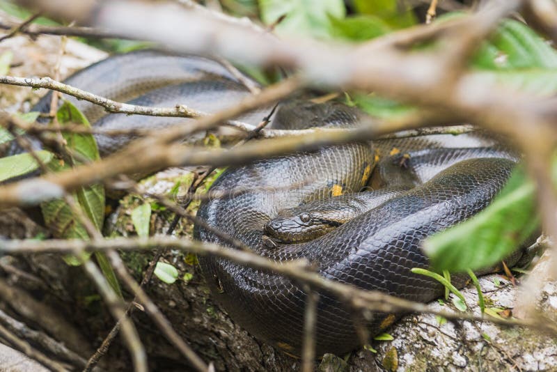 113 Anaconda Branch Stock Photos - Free & Royalty-Free Stock Photos ...