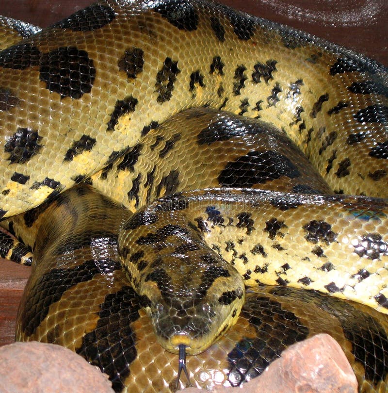 Anaconda Verde Eunectes Murinus Foto de archivo - Imagen de constrictor ...