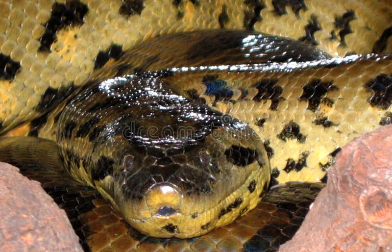Anaconda Verde Eunectes Murinus Imagen de archivo - Imagen de agua ...