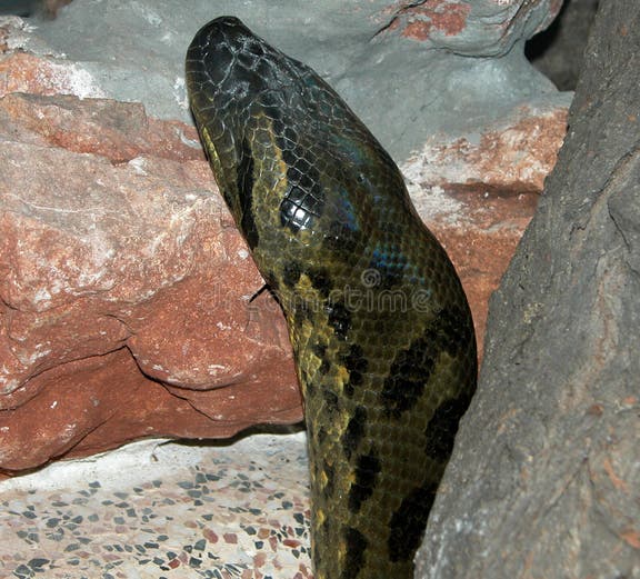 Anaconda Verde Eunectes Murinus Foto de archivo - Imagen de anfibio ...