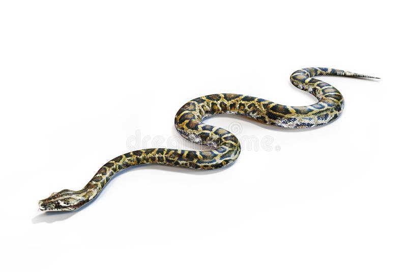Anacondas snake stock illustration. Illustration of enormous - 56458405