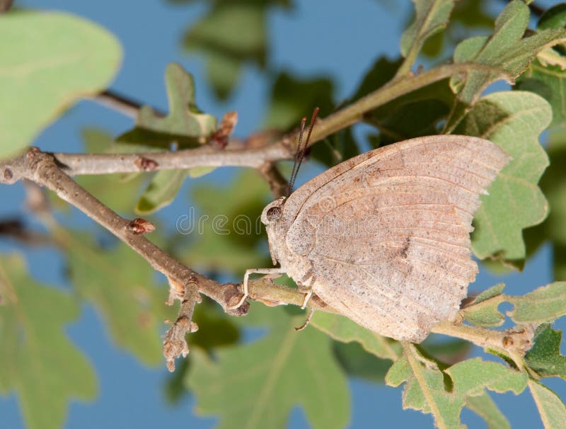 Anaea Andria, Goatweed Leafwing Butterfly Stock Image - Image of ...