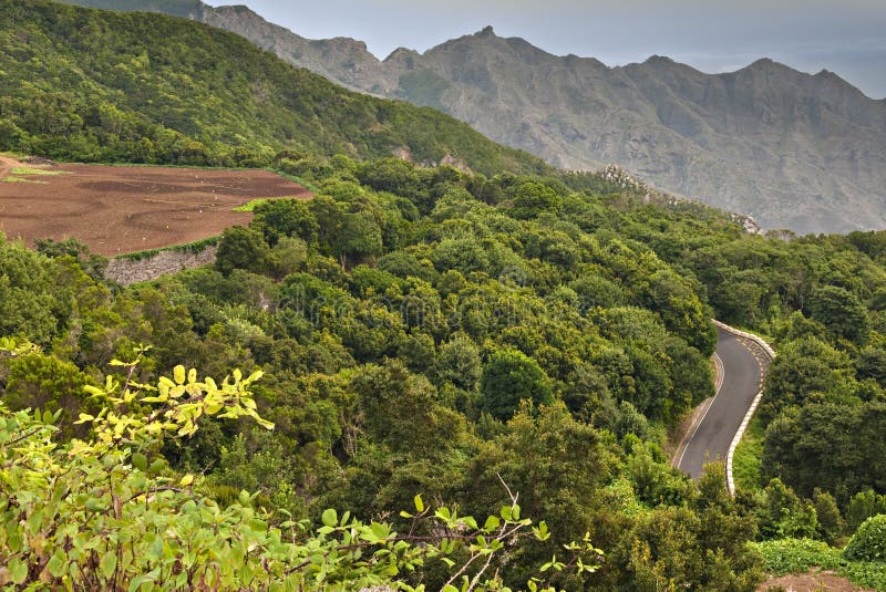 Anaga forest stock photo. Image of spain, landscapes - 21933988