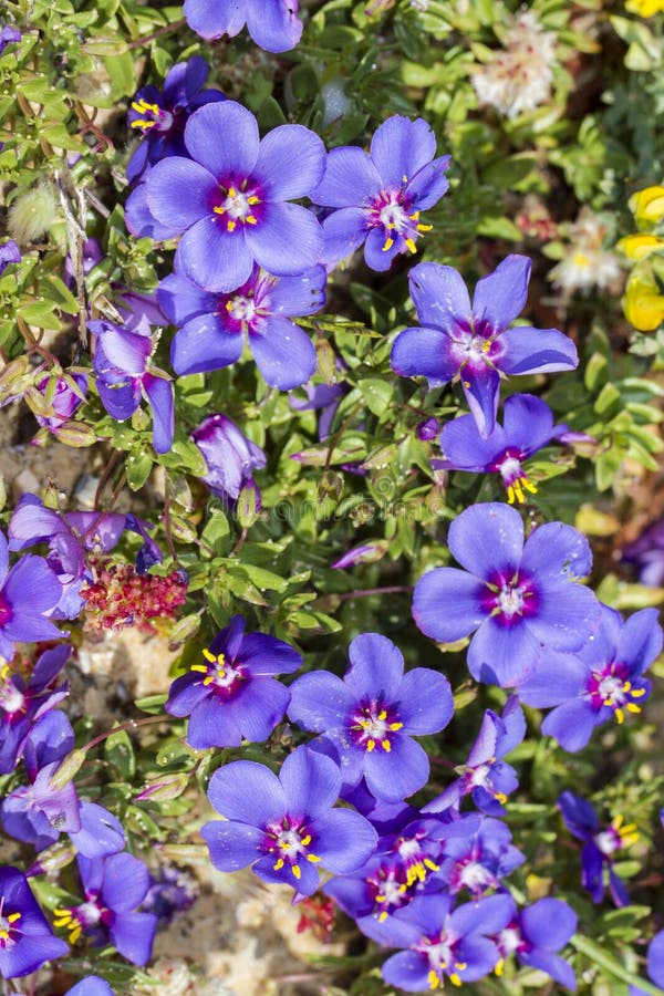 Anagallis Monelli (blue Pimpernel) Flower Stock Photo - Image of flower ...