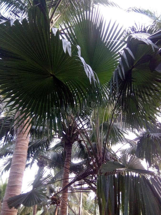 Anahaw Stock Photos - Free & Royalty-Free Stock Photos from Dreamstime