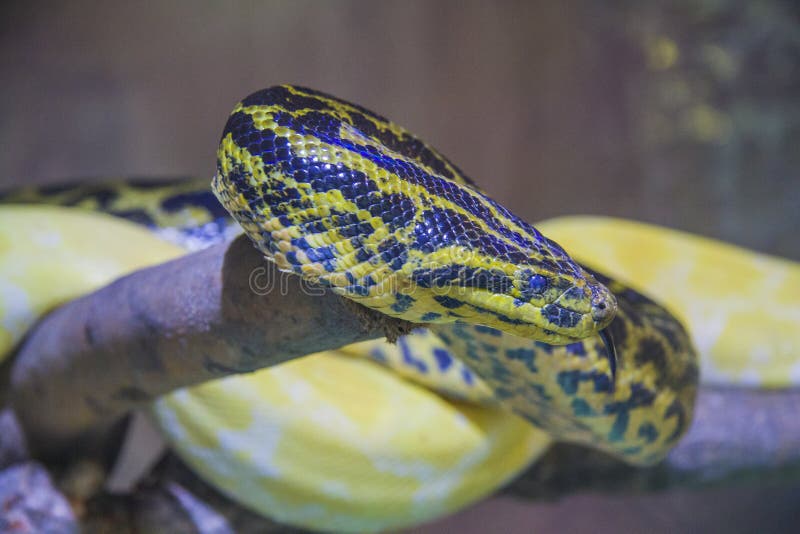 Anakonda and White Python at the Zoo Stock Image - Image of danger ...