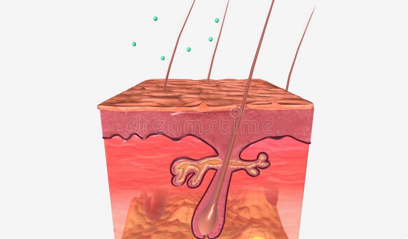 Cutaneous Nerve Stock Illustrations – 71 Cutaneous Nerve Stock ...