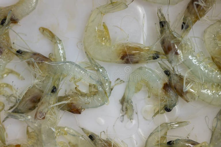 Bacteria in Shrimp in the Laboratory. Stock Photo - Image of veterinary ...