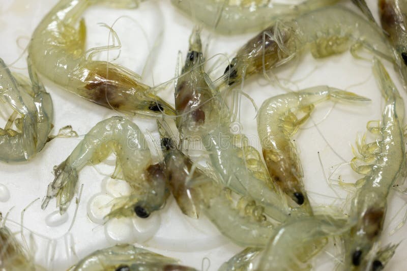 Bacteria in Shrimp in the Laboratory. Stock Image - Image of plate ...
