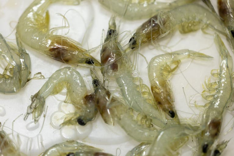 Bacteria in Shrimp in the Laboratory. Stock Image - Image of plate ...