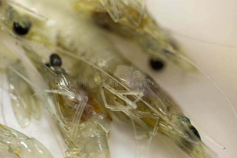 Bacteria in Shrimp in the Laboratory. Stock Photo - Image of spread ...