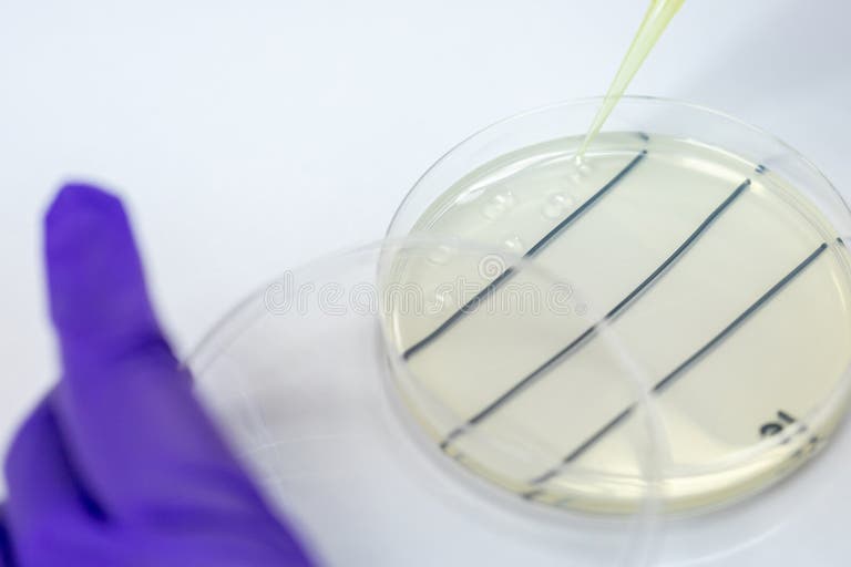 Bacteria in Shrimp in the Laboratory. Stock Photo - Image of bacterium ...