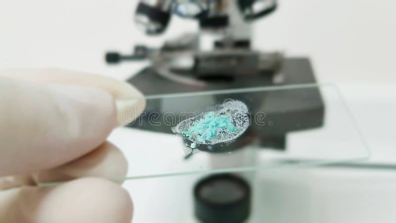 Analysis of Microbiological Sample Stock Photo - Image of laboratory ...